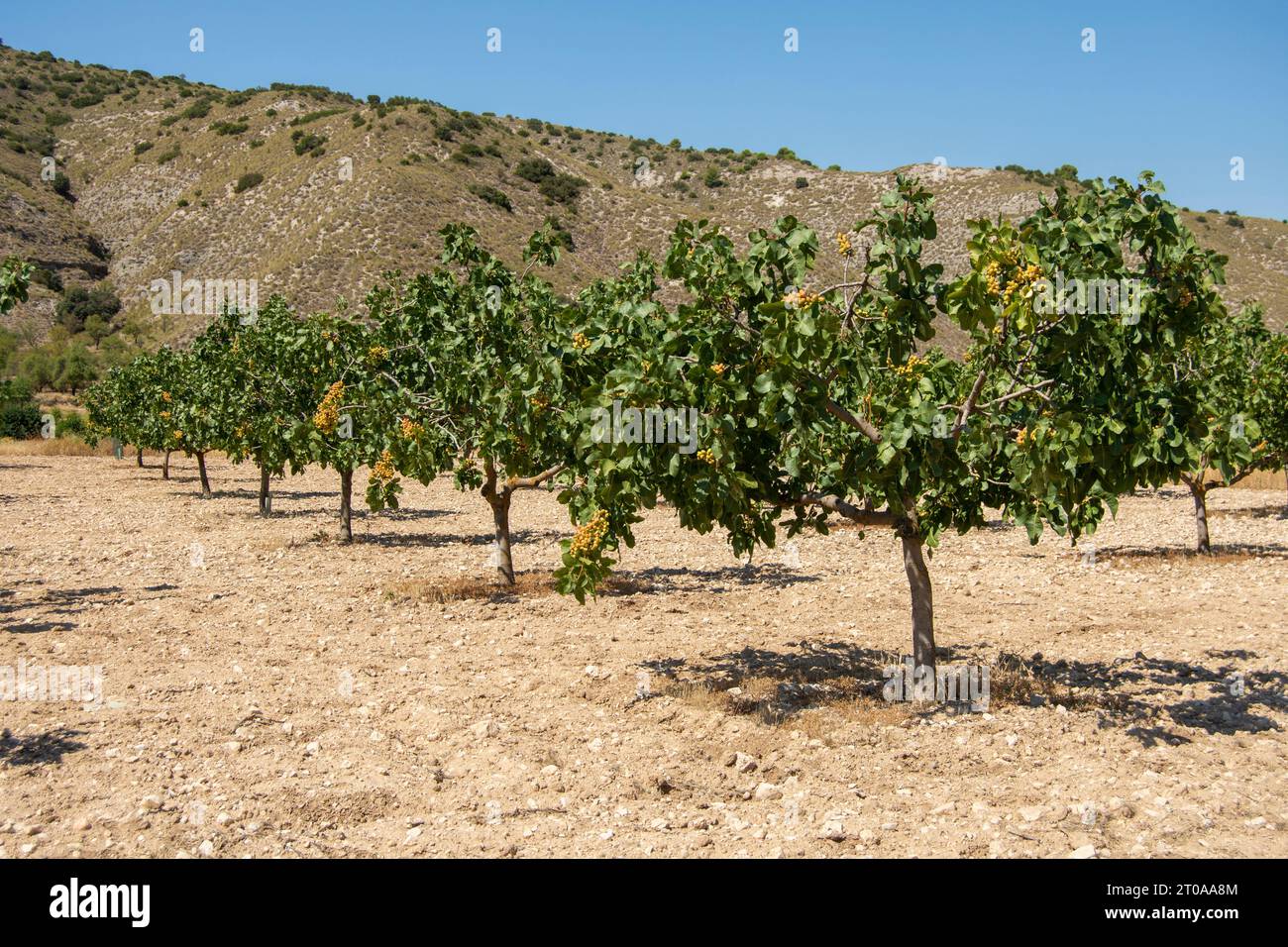 Arbol de pistacia hi-res stock photography and images - Alamy