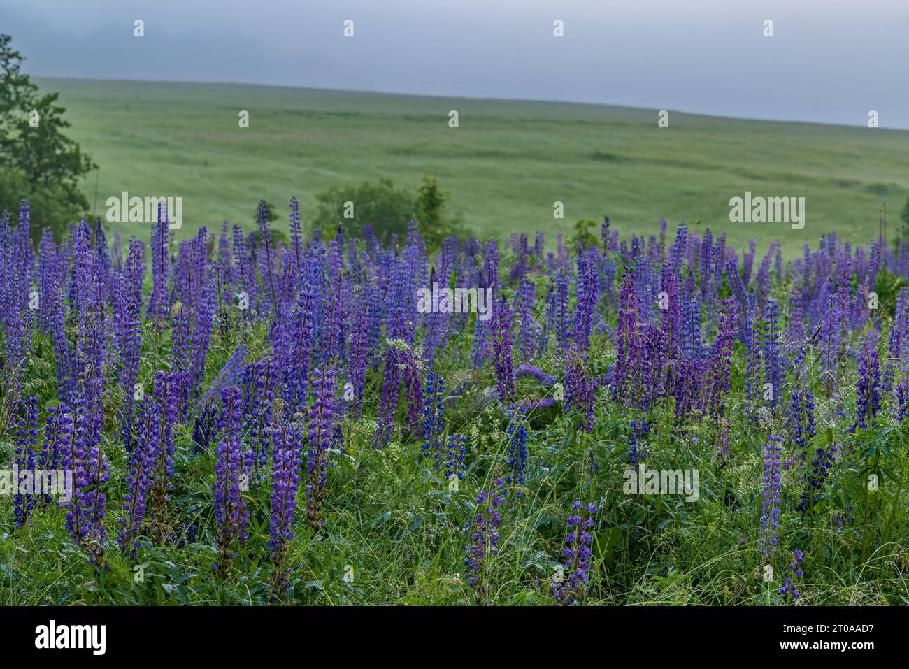 summer meadow with purple flowers in the Czech Republic Stock Photo - Alamy