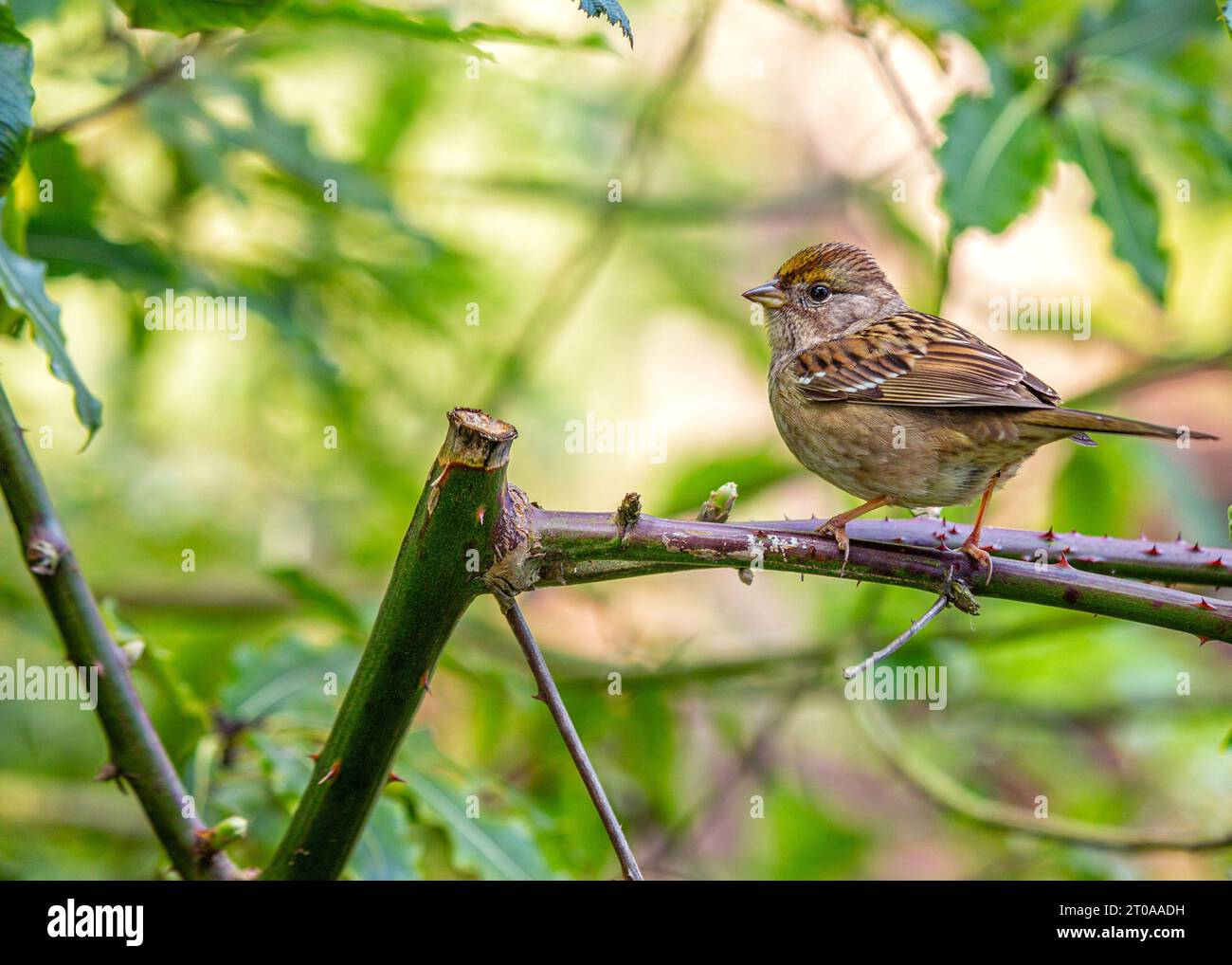 The Golden-Crowned Sparrow, a striking bird from North America ...