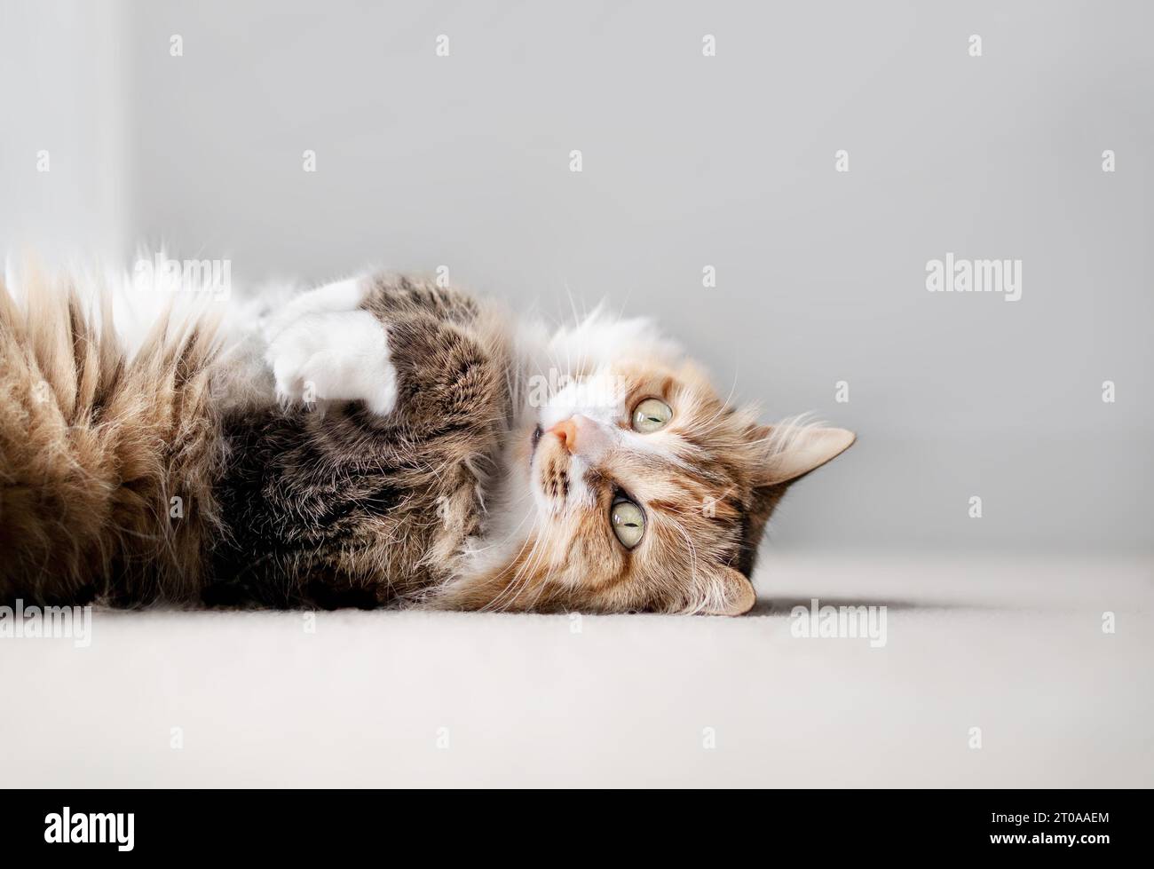 Fluffy cat lying on back with paws up on carpet in living room, close ...