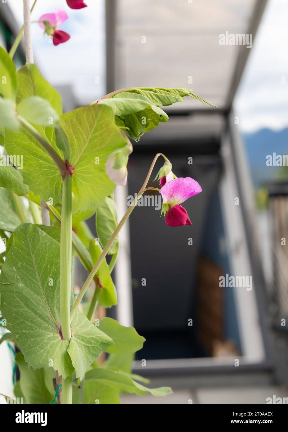 Pea growing container small space hi-res stock photography and images ...
