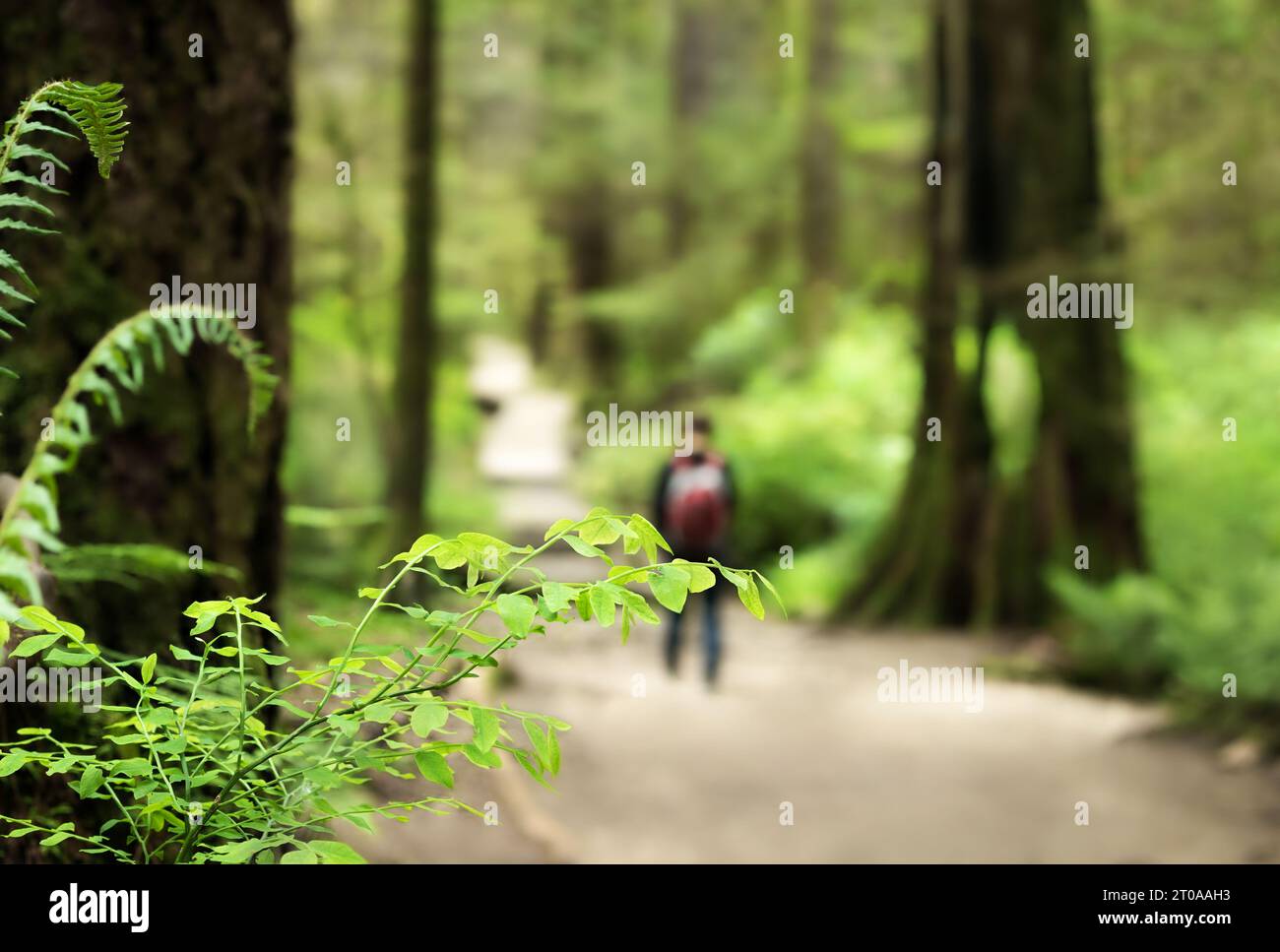 Defocused hiker in forest with focus on front branch. Beautiful ...
