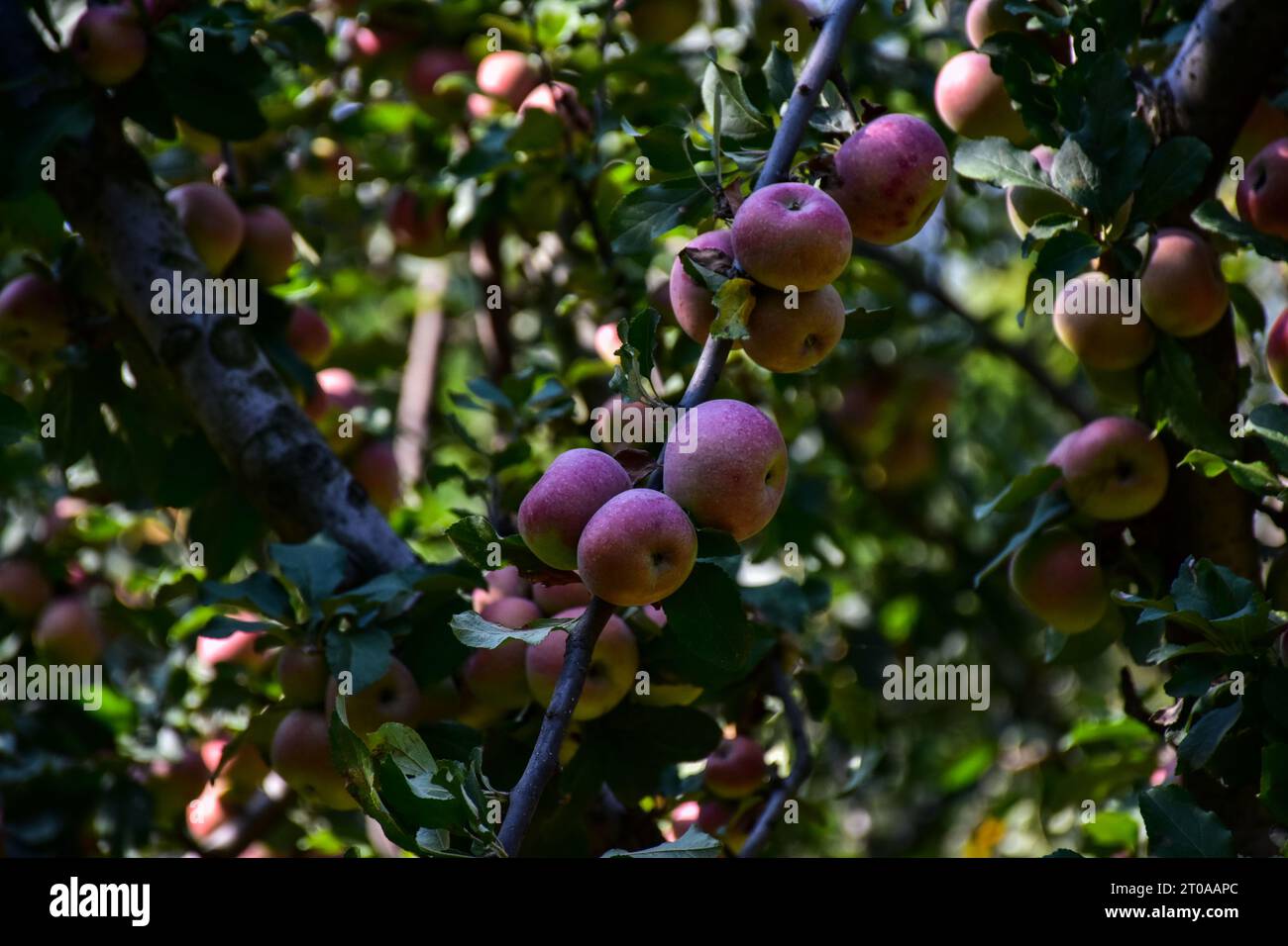 Srinagar, India. 05th Oct, 2023. Fresh apples are pictured on tree ...