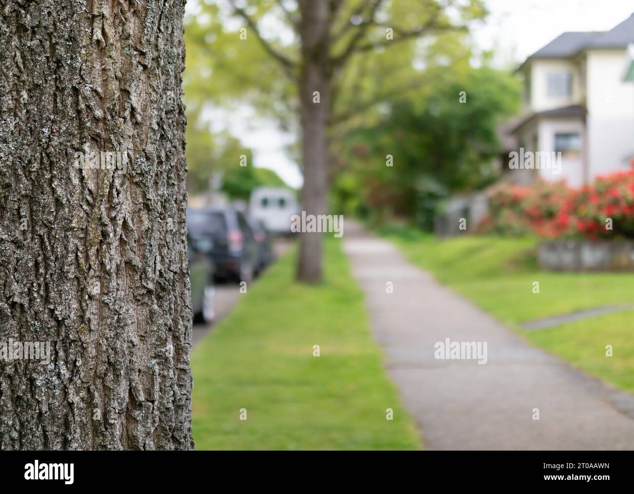 Tree trunk with defocused residential neighborhood including sidewalk, parked cars, front yard ...