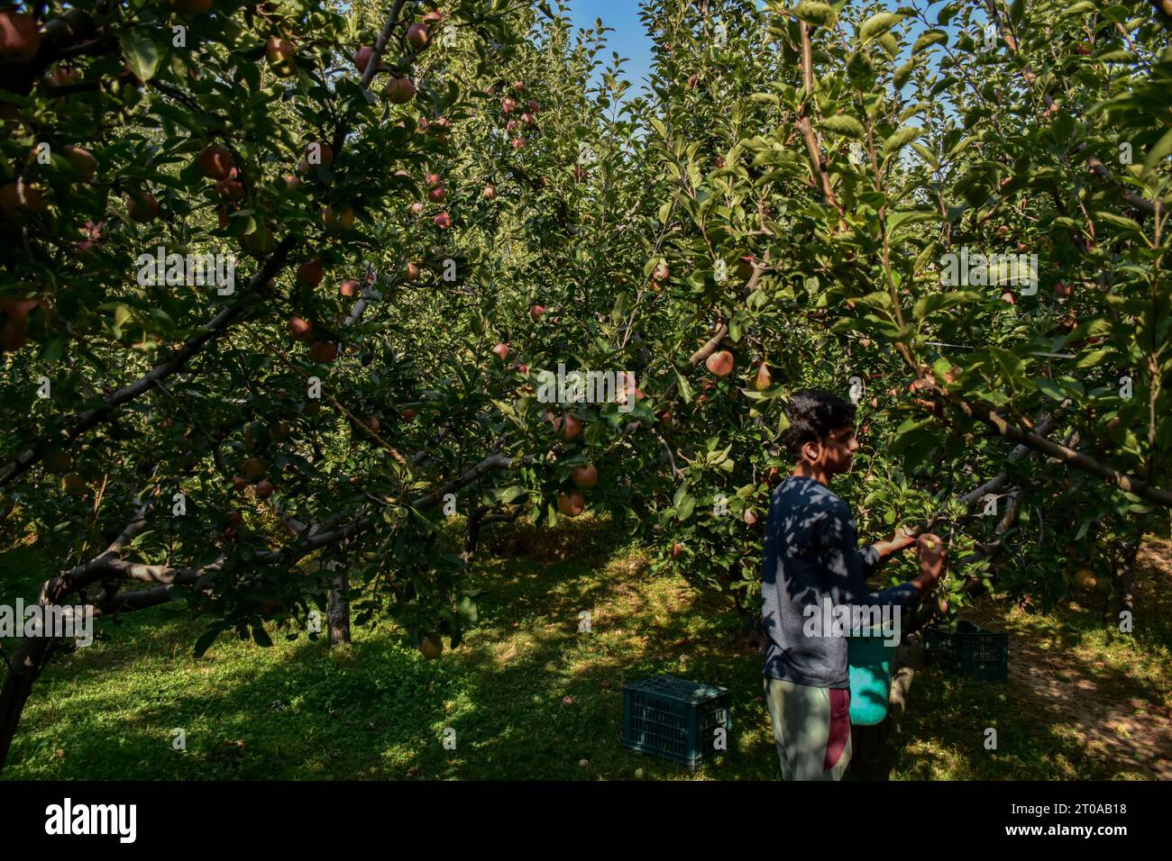 Srinagar, India. 05th Oct, 2023. A farmer collects fresh apples in an ...