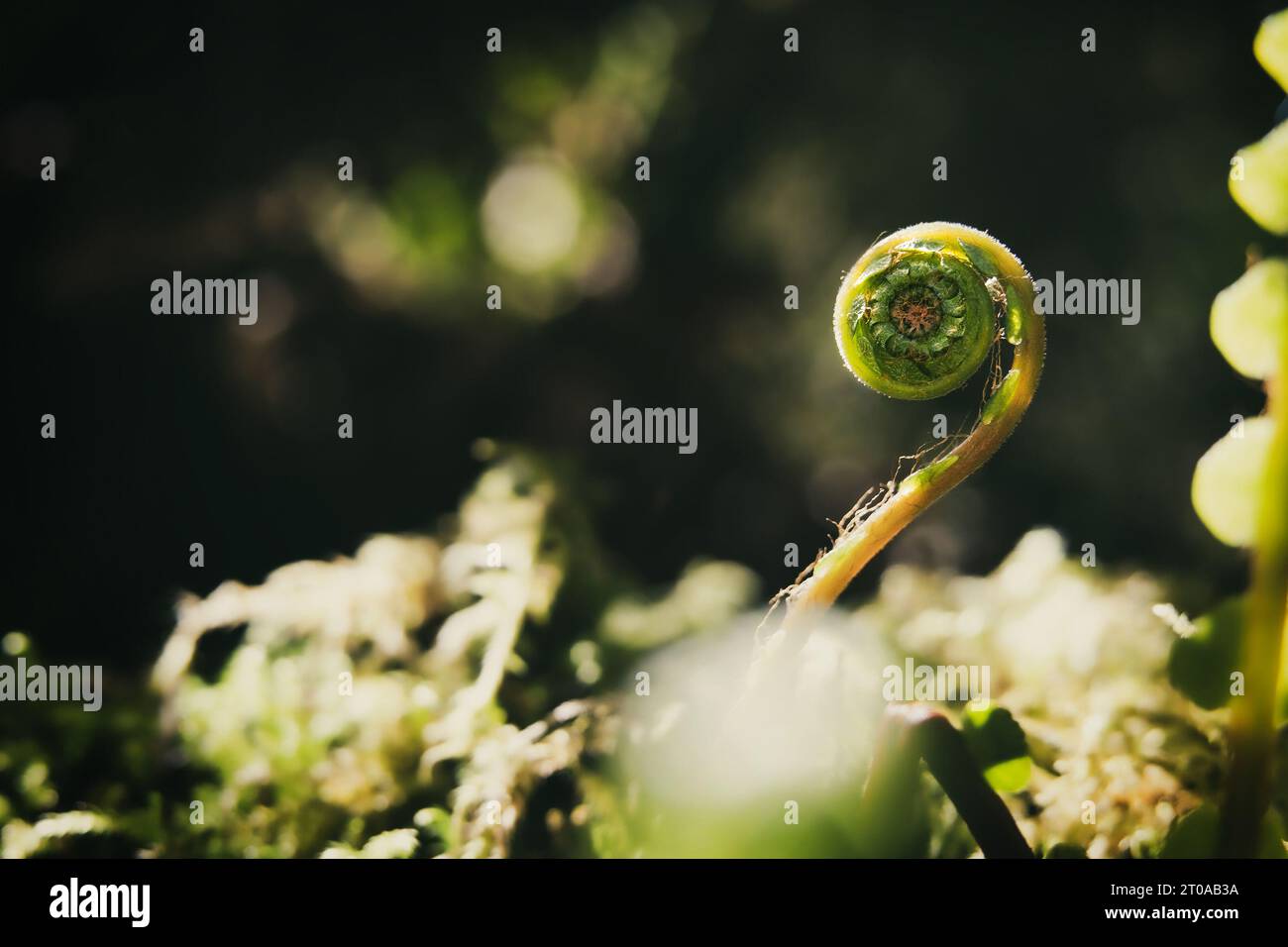 Abstract fern fiddlehead emerging from forest floor. Defocused moos ...