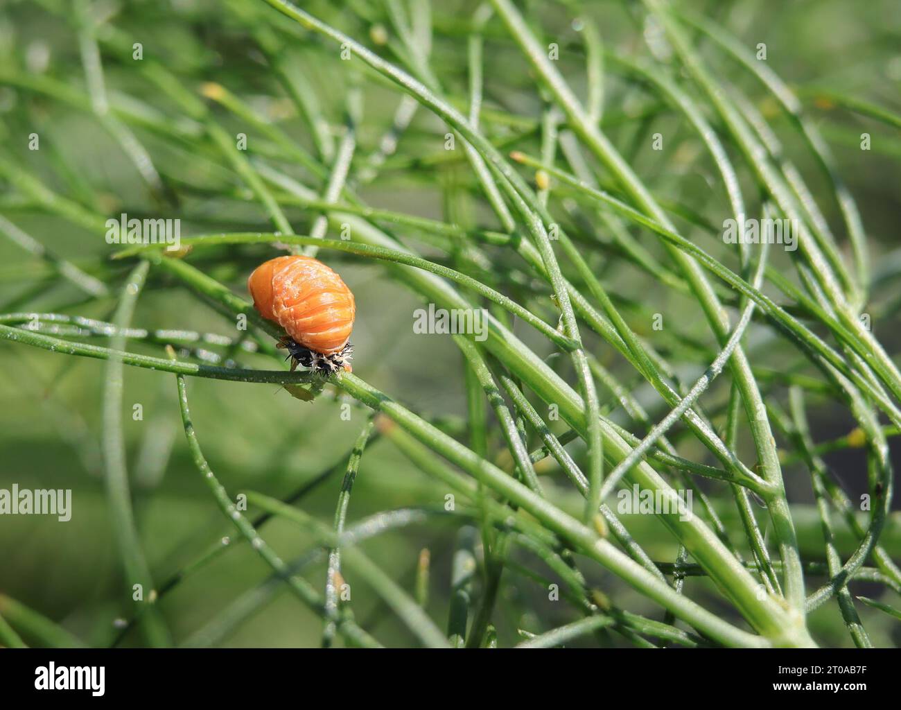Ladybug pupa attached on fennel fronds. Macro of third stage of ladybug ...