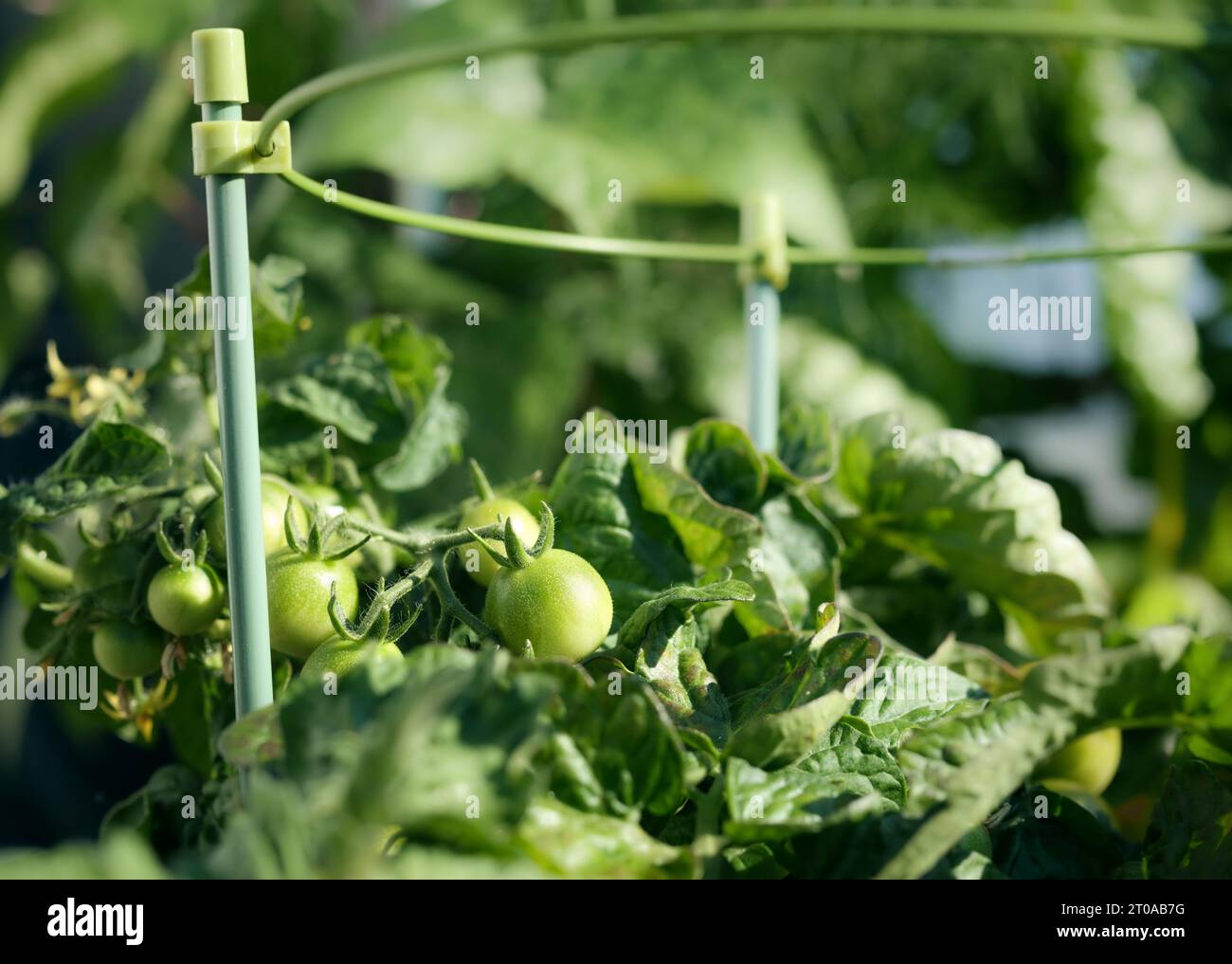Bush Cherry tomato plant with tomato cage. Red Robin Cherry Tomato ...