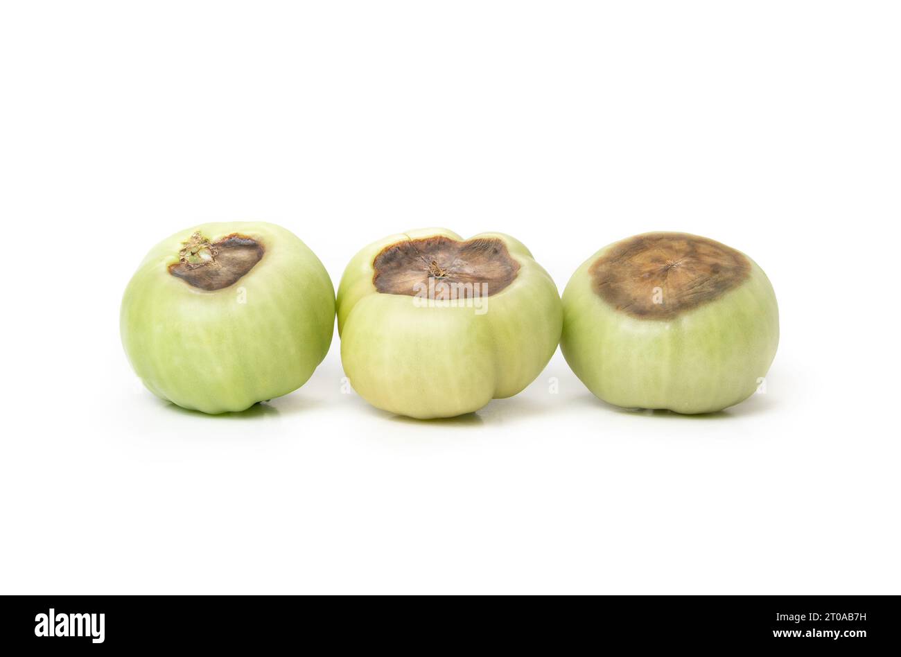 Isolated tomatoes with blossom-end rot. Multiple unripe green tomato ...