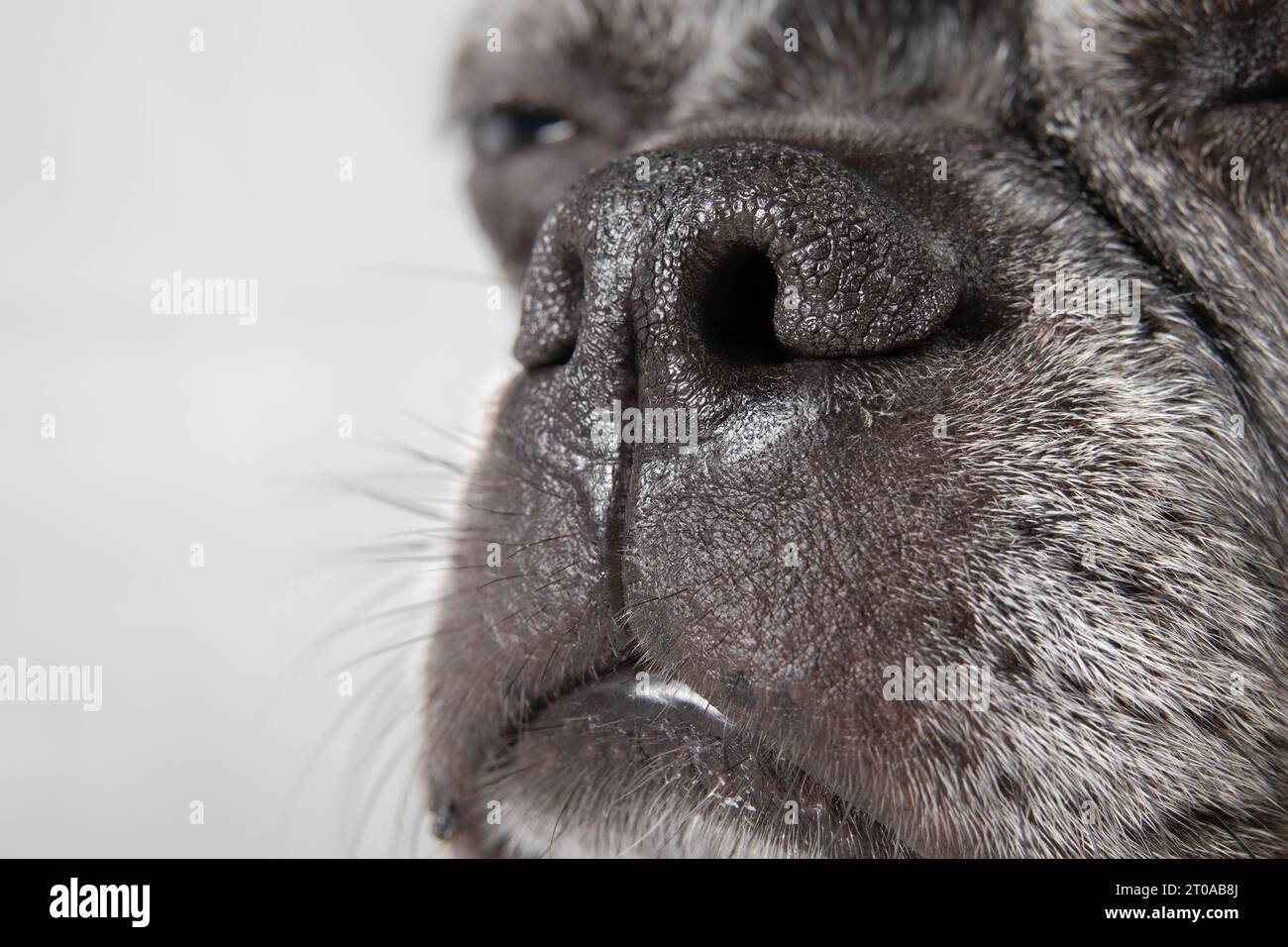 Black dog nose close up. Head shot of flat nose dog often experiencing ...