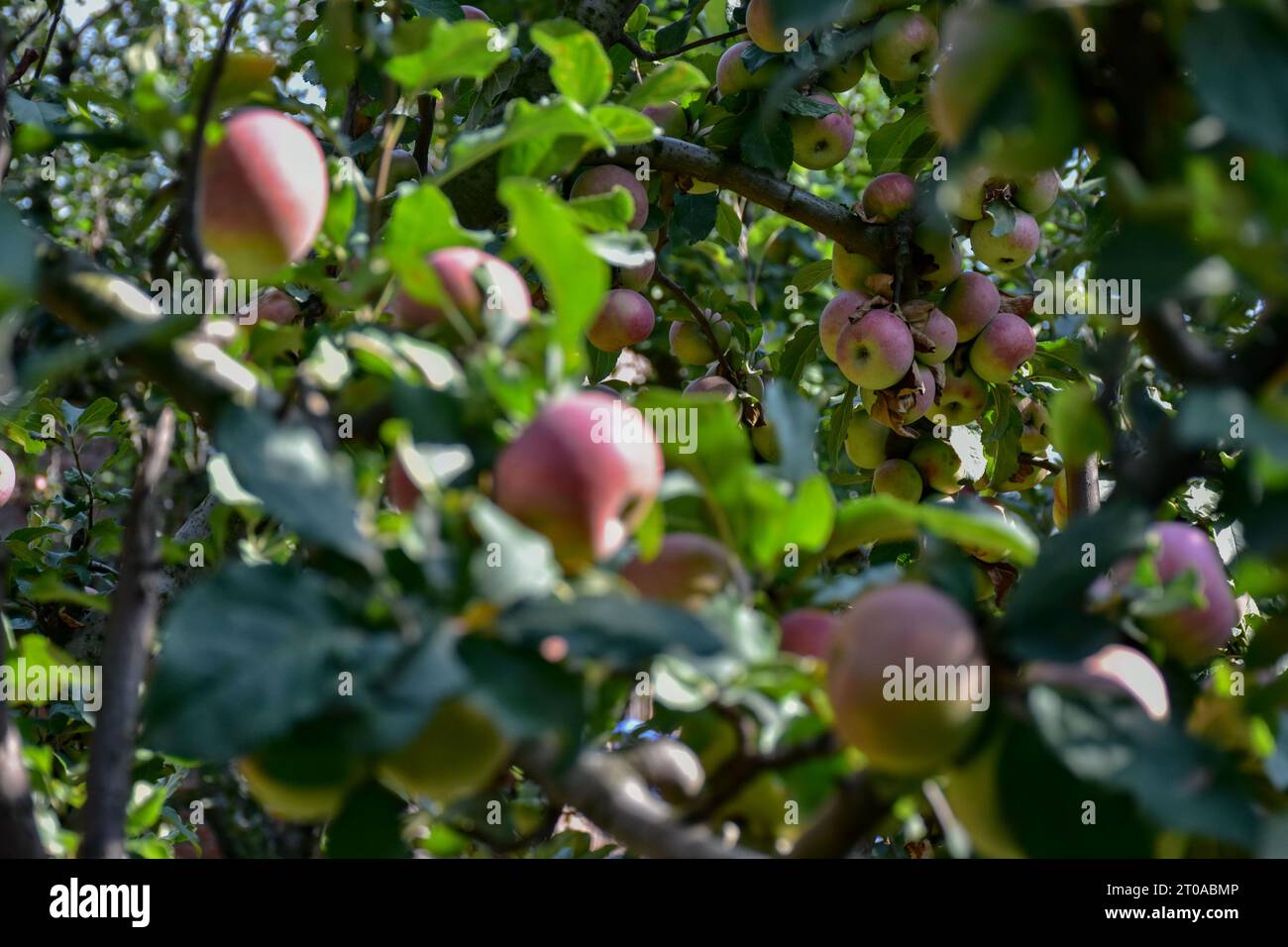Srinagar, India. 05th Oct, 2023. Fresh apples are pictured on tree ...