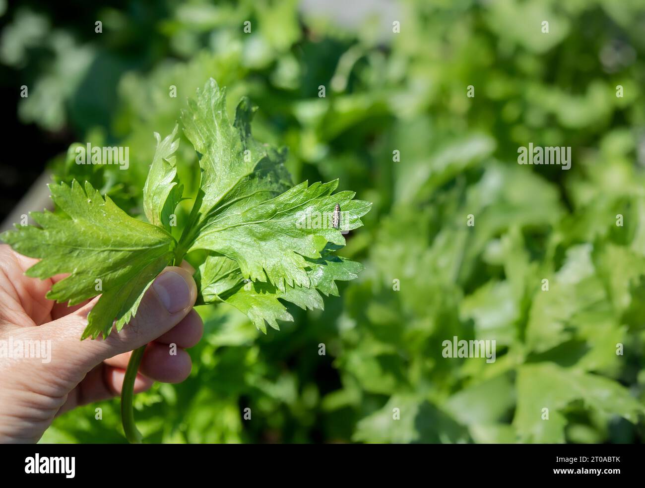 Ladybug larvae or nymph on celery leaf held by a hand. Recently hatched ...