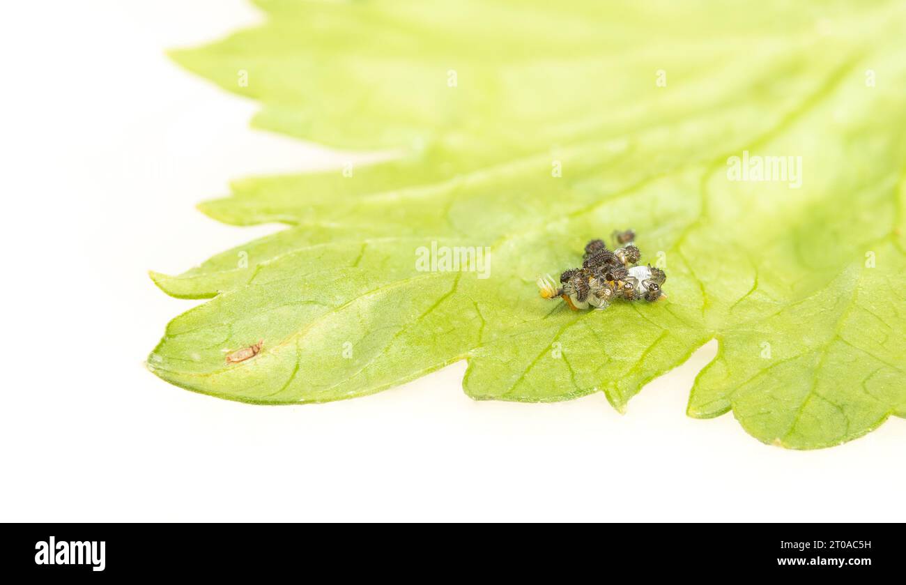 Ladybugs hatching from a cluster of eggs on celery leaf. Group tiny ...