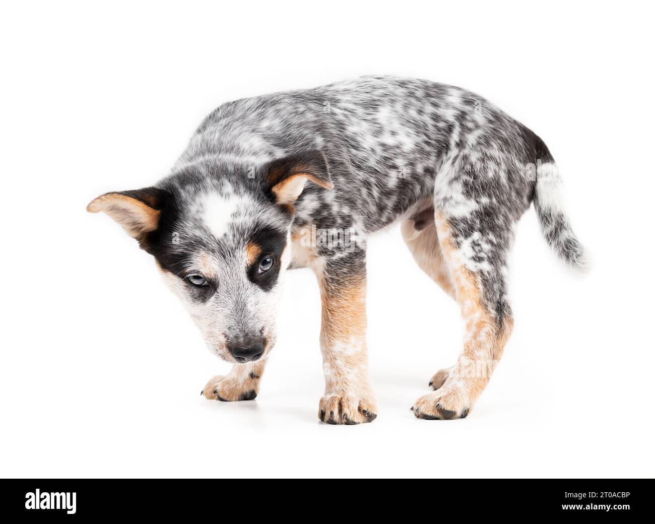 Weary canine hi-res stock photography and images - Alamy