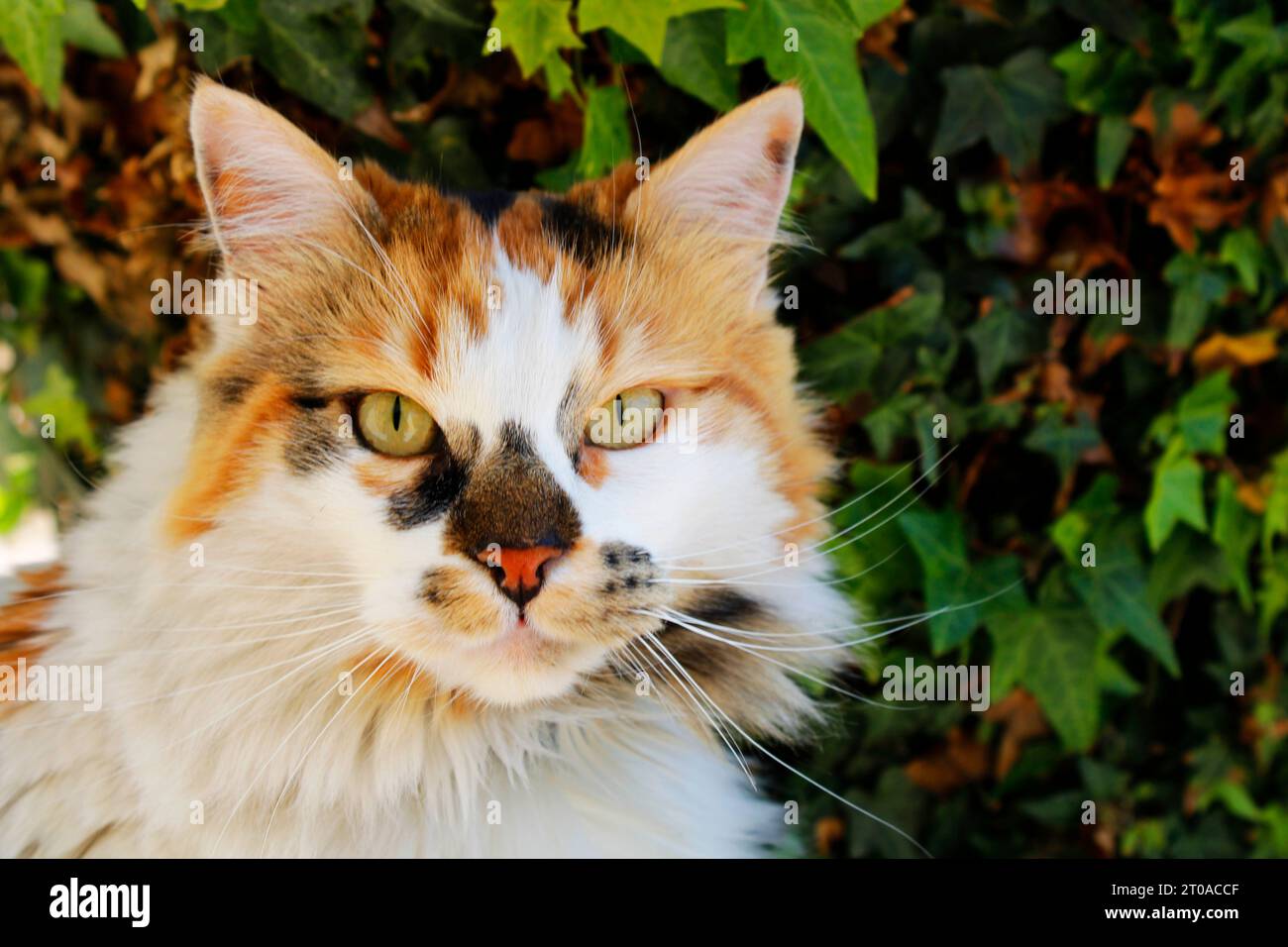 Beautiful and colorful cat with spots Stock Photo - Alamy