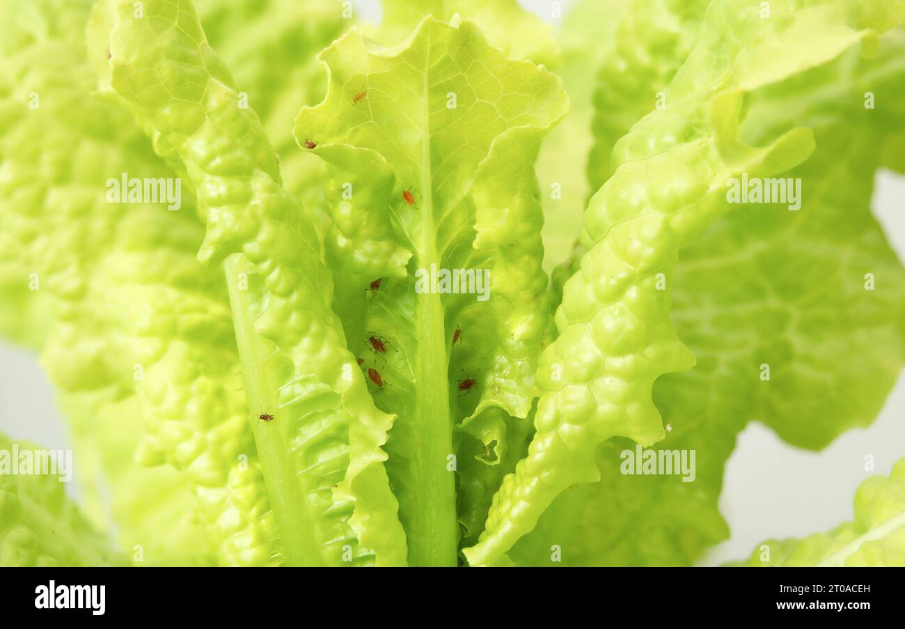 Lettuce aphids colony inside heart of lettuce head. Many red or brown ...