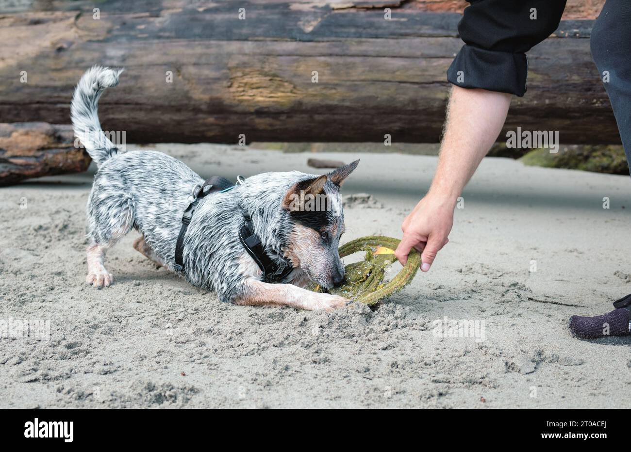 Puppy dog playing at the beach with owner. A hand is holding a toy ...