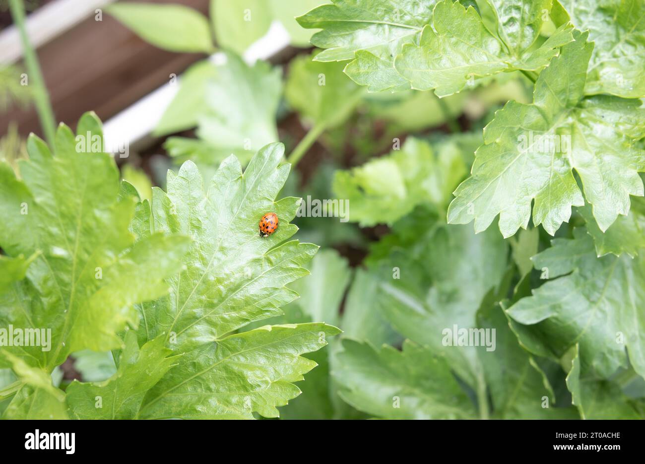Lady beetle larvae hi-res stock photography and images - Alamy