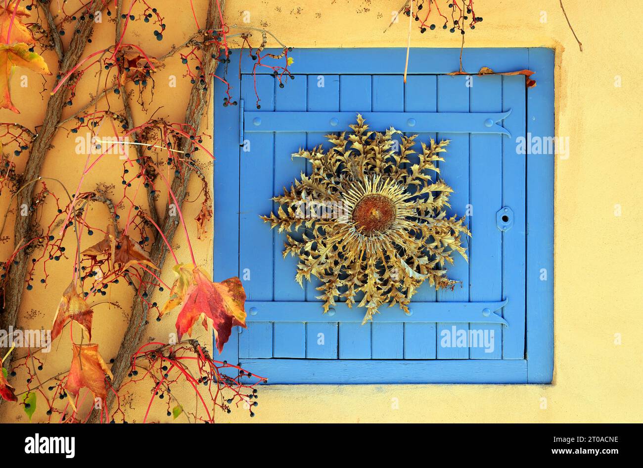 Cardabella hi-res stock photography and images - Alamy