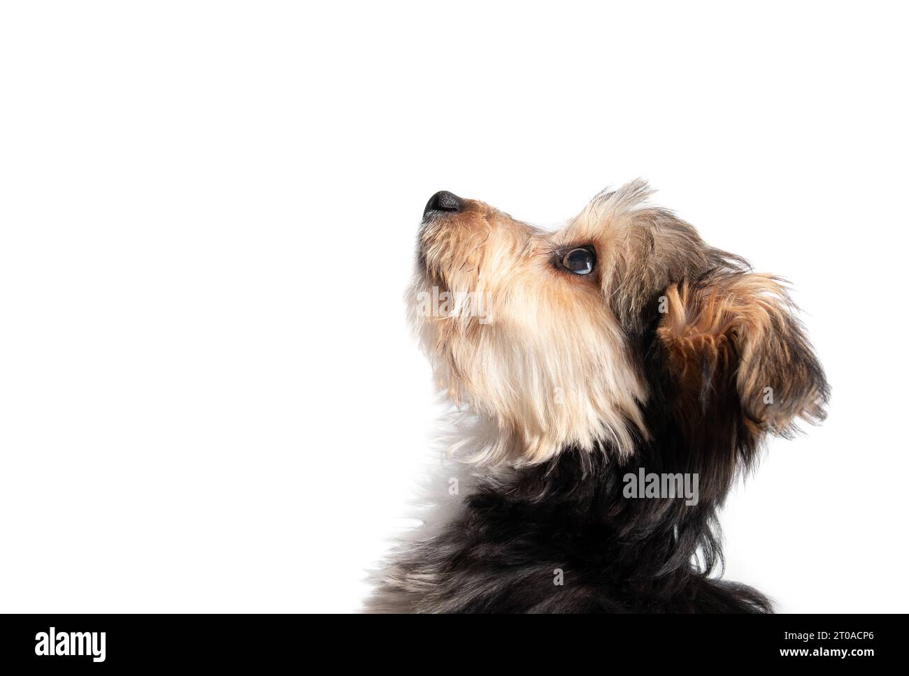 Cute isolated puppy head, close up. Side profile of puppy looking up ...