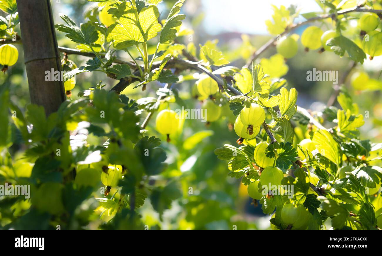 Green gooseberry bush growing in garden with sunrays. Gooseberry branch ...