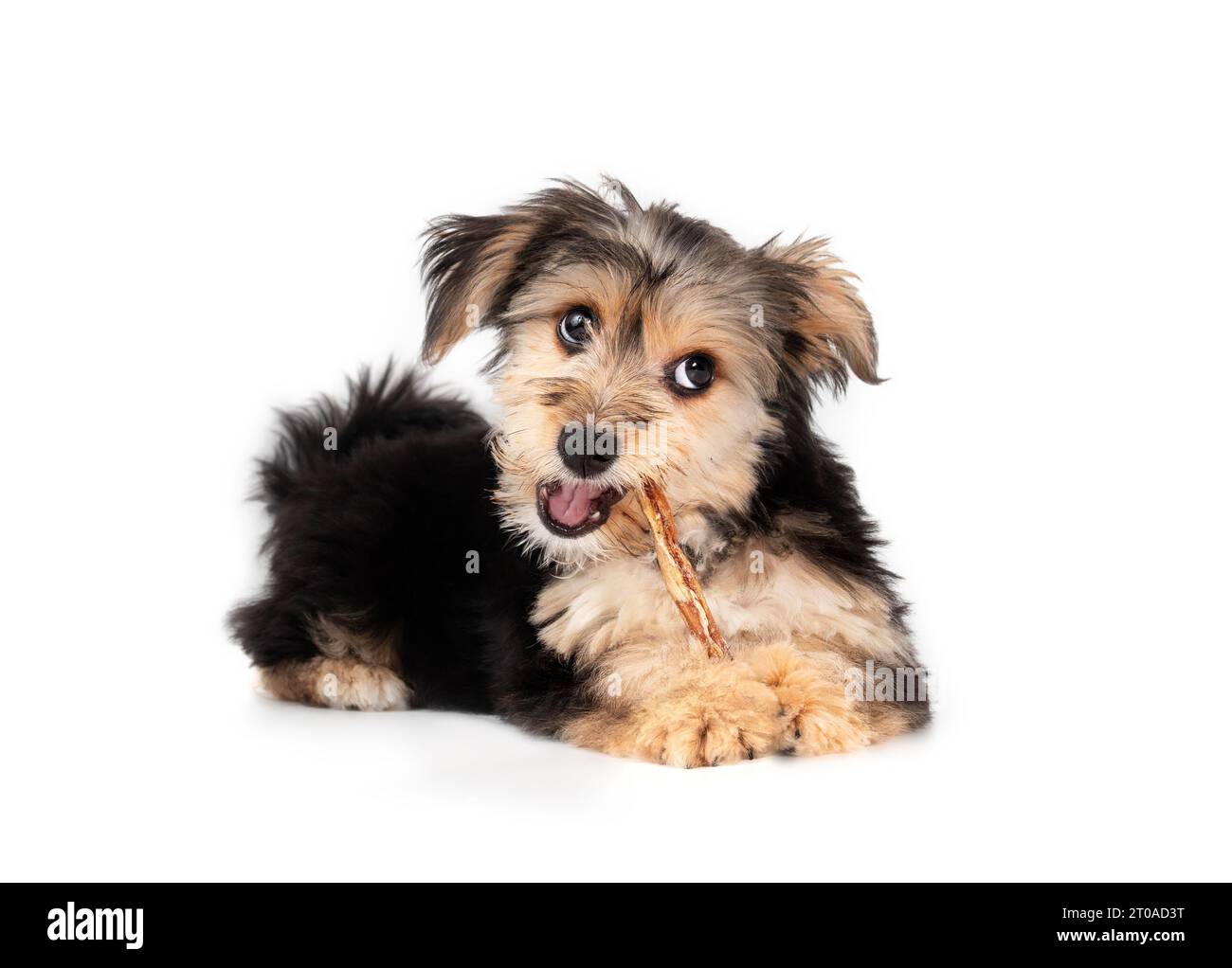 Cute puppy with dental stick in mouth and looking at camera. Fluffy ...