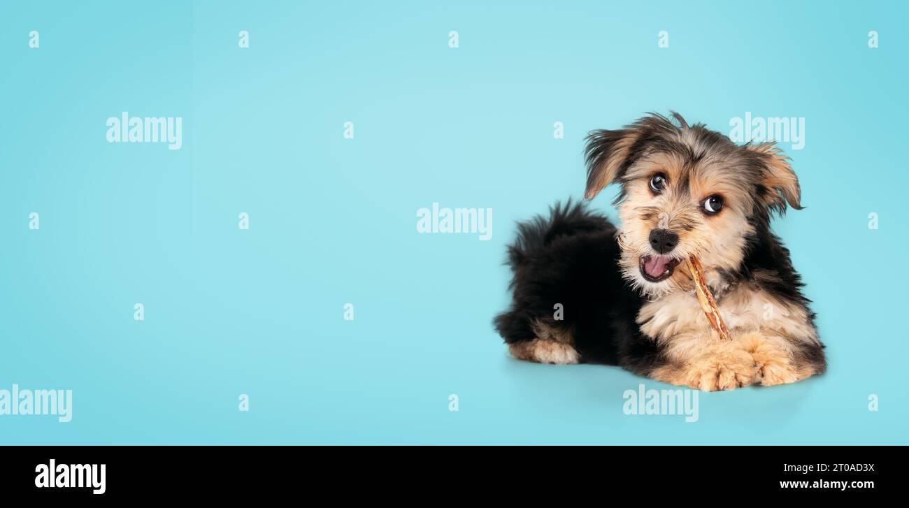 Cute puppy with dental stick in mouth on blue background. Fluffy black ...