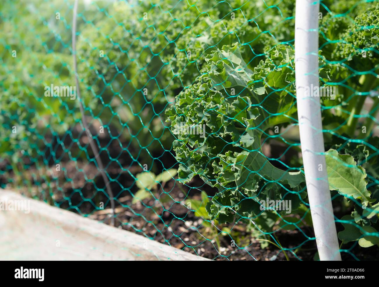 Vegetable Garden Netting Covers Popadome 1.2m X 1.2m Crop Cover.