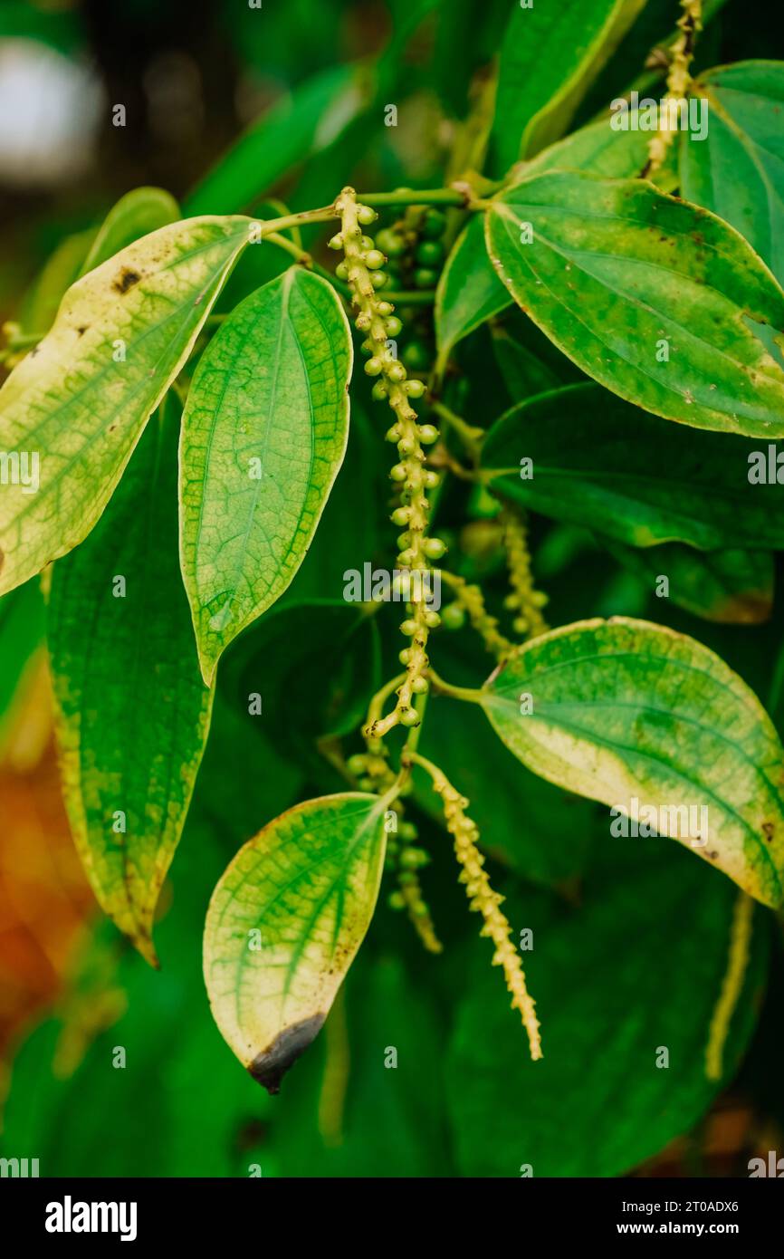 Pepper tree, close-up of inflorescences and green fruit of pepper tree ...