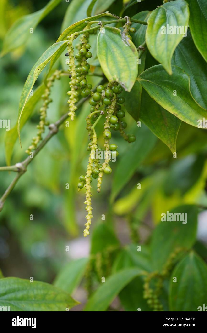 Pepper tree, close-up of inflorescences and green fruit of pepper tree ...