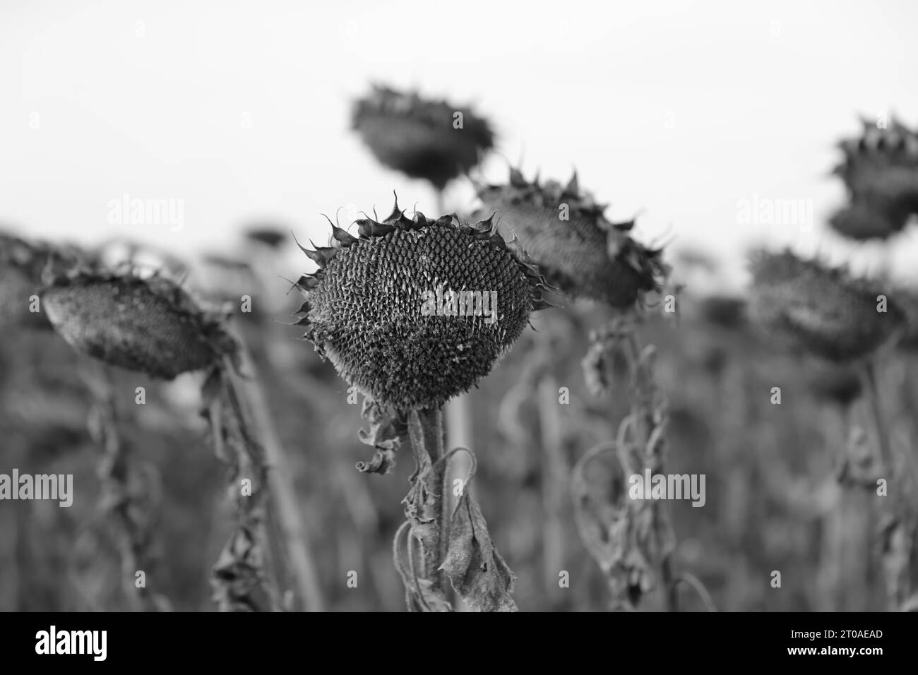 Faded sunflowers hi-res stock photography and images - Alamy