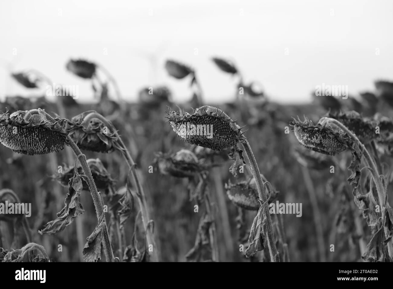 Faded sunflowers hi-res stock photography and images - Alamy