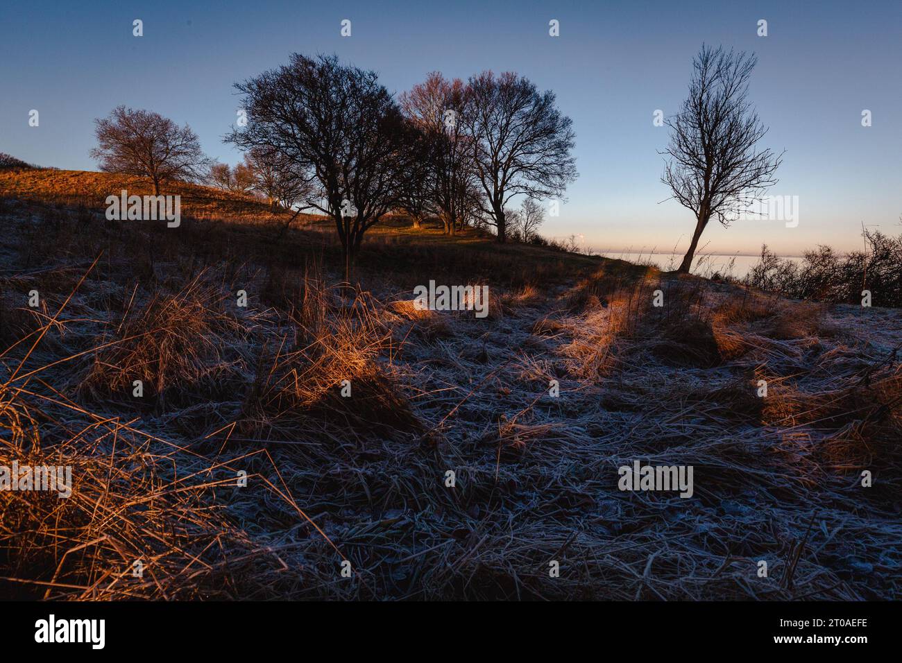 A scenic wintertime landscape featuring an array of pine trees perched ...