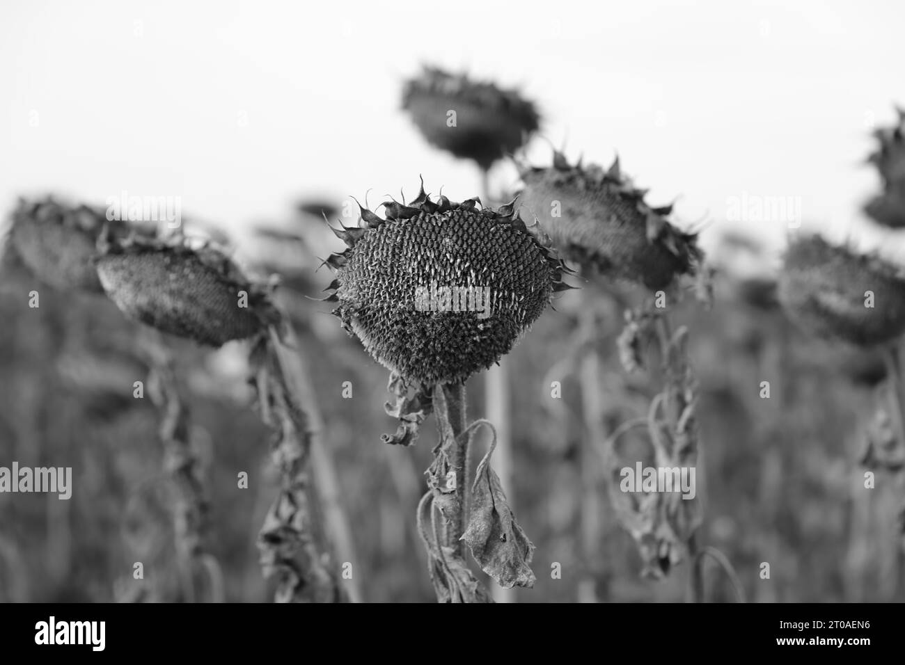 a field with faded sunflowers Stock Photo - Alamy