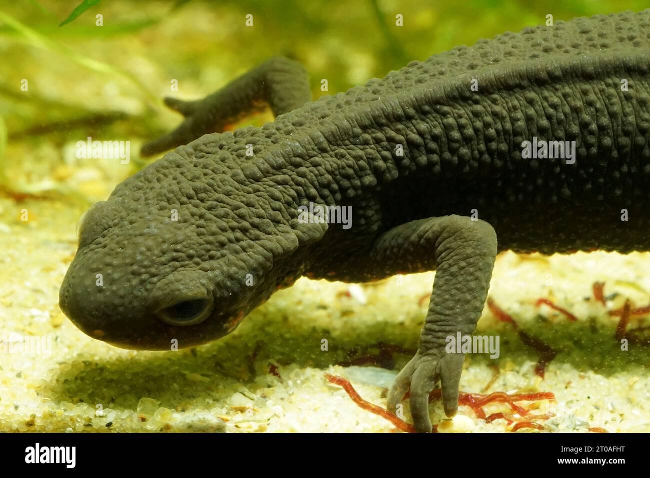 Detailed closeup on an adult aquatic Japanese fire bellied newt ...