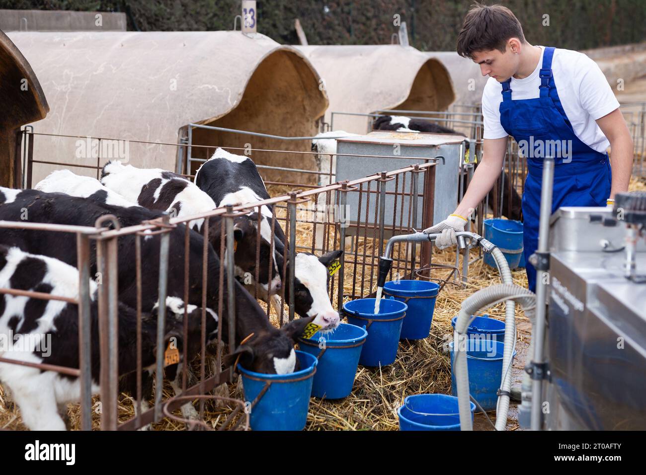 Cow feed buckets hi-res stock photography and images - Alamy
