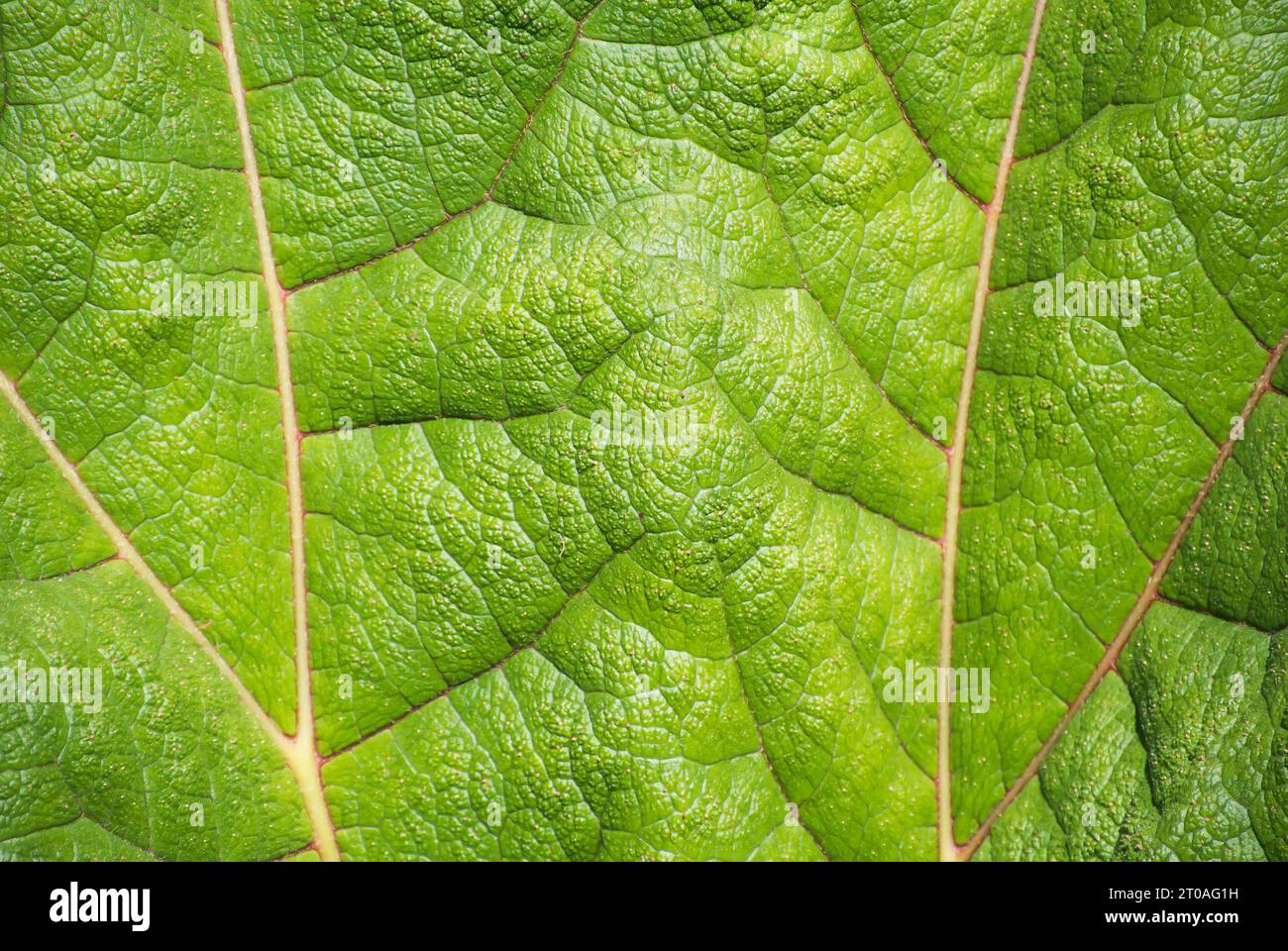 Close Up of Leaf with Detailed Vein Structure Stock Photo - Alamy
