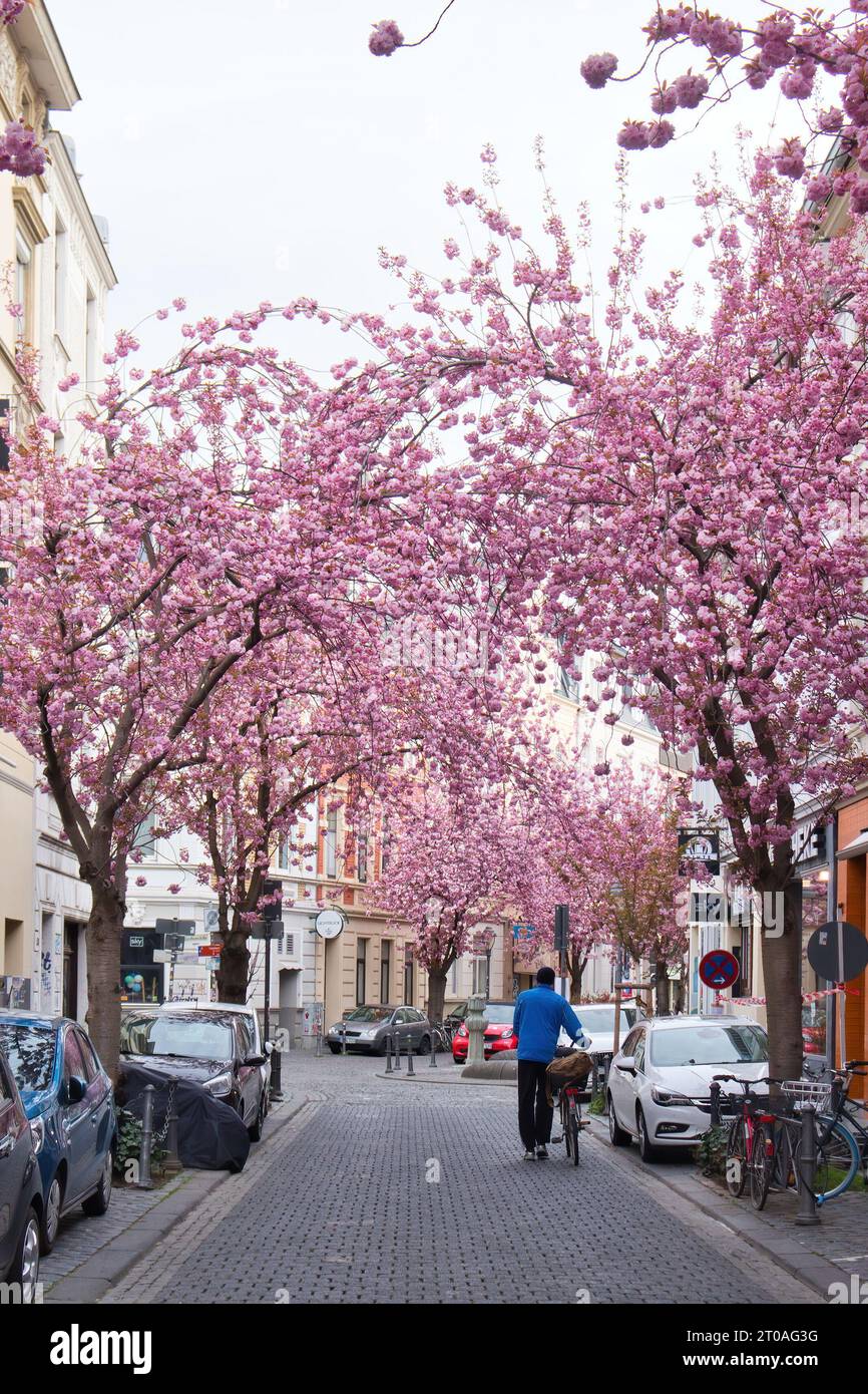 Bonn, Germany - April 16, 2021: Man walking bicycle on Cherry Blossom ...