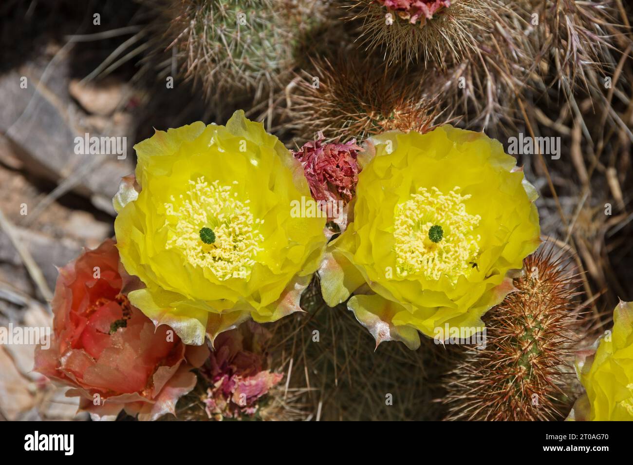 Yellow spring cactus hi-res stock photography and images - Alamy