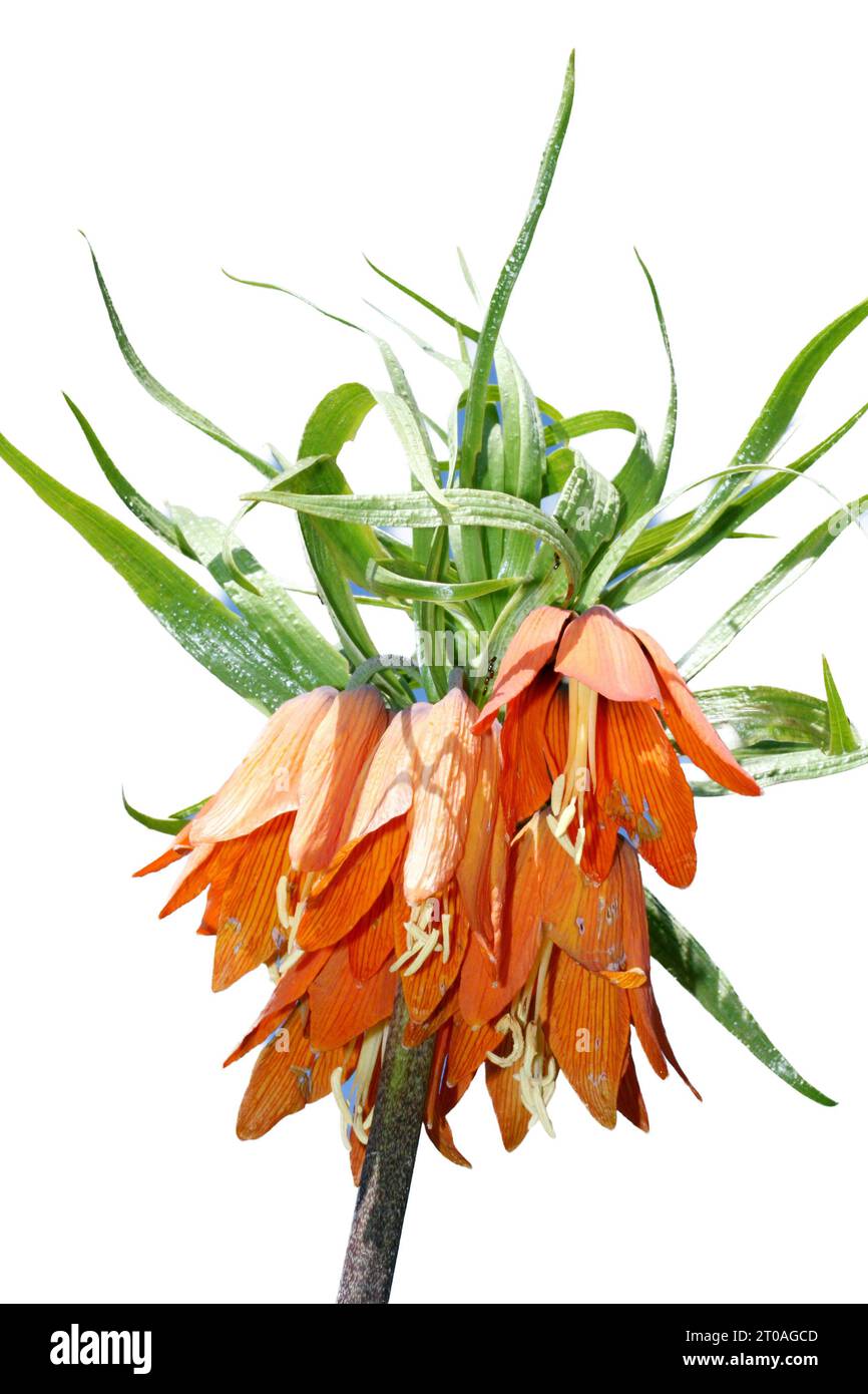 A colorful flowering Emperor Crown (Fritillaria imperialis), from the ...