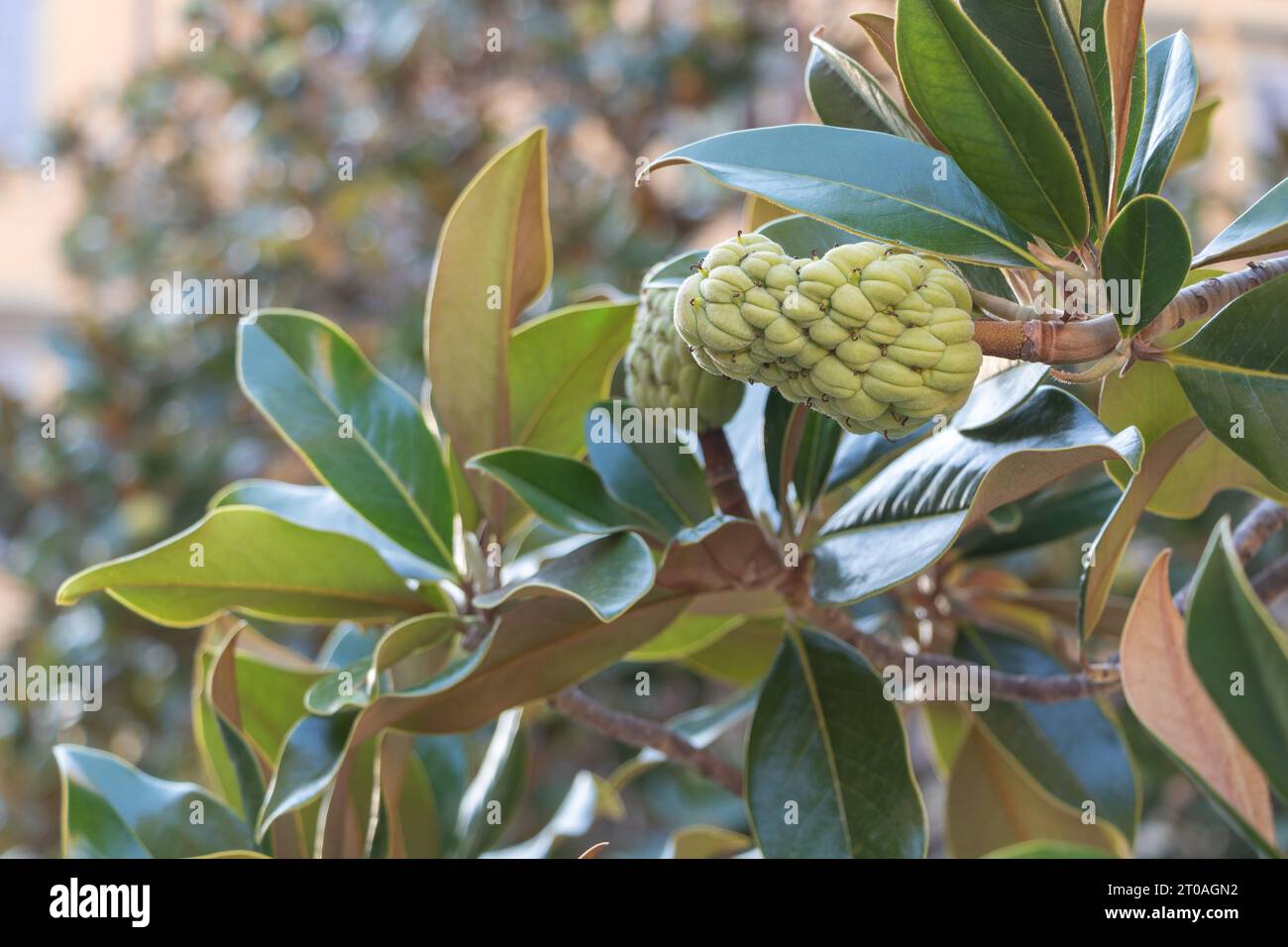 Magnolia grandiflora with a seed pod close up - Concept for growing ...