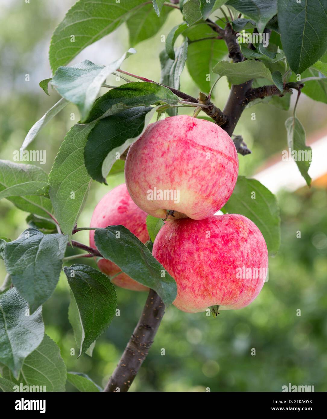 Apple tree with ripe apple fruit. Ripe apples growing on apple tree ...