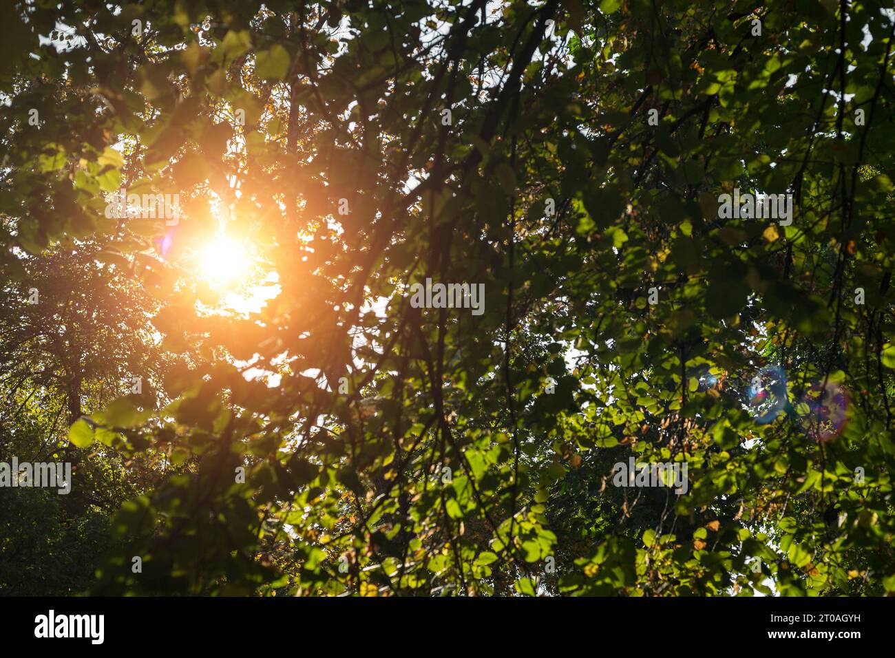 Sun rays through thick tree branches Stock Photo - Alamy
