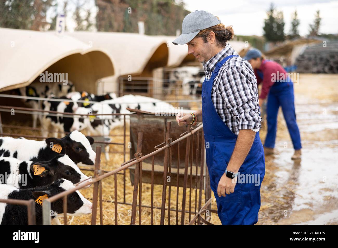 Male farmer taking care of calves at cow farm Stock Photo - Alamy