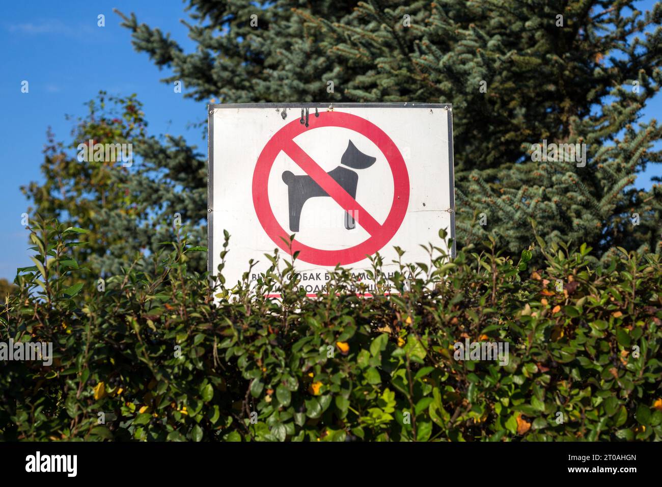 Sign Dogs are prohibited from walking on the lawn in the park Stock ...