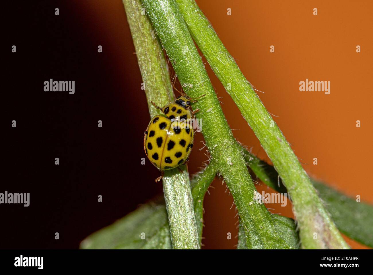 Yellow ladybug on top of a plant Stock Photo - Alamy