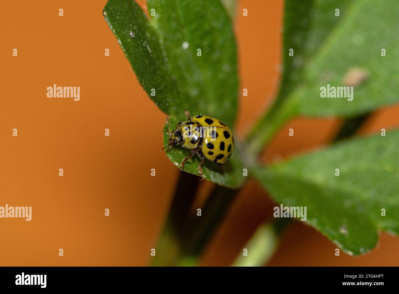 Yellow 22 spot ladybird hi-res stock photography and images - Alamy