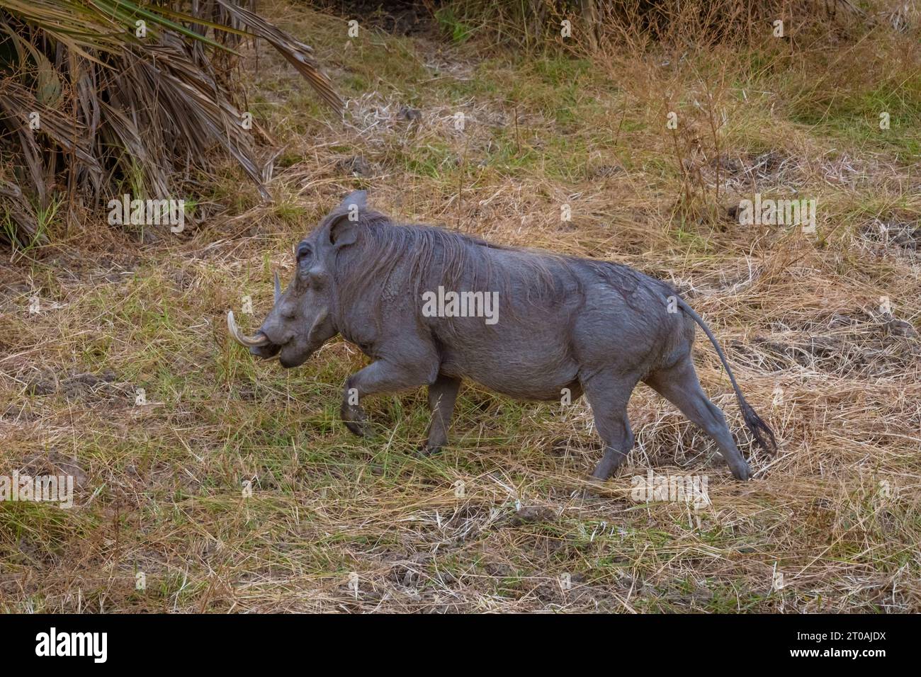 Pumba warthog in Selous Nyerere National Park in Tanzania Stock Photo ...