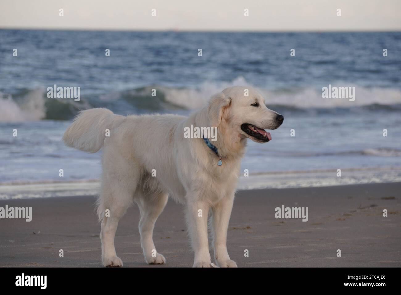 Adorable English Cream Golden Retriever Puppy Playing at the Beach ...