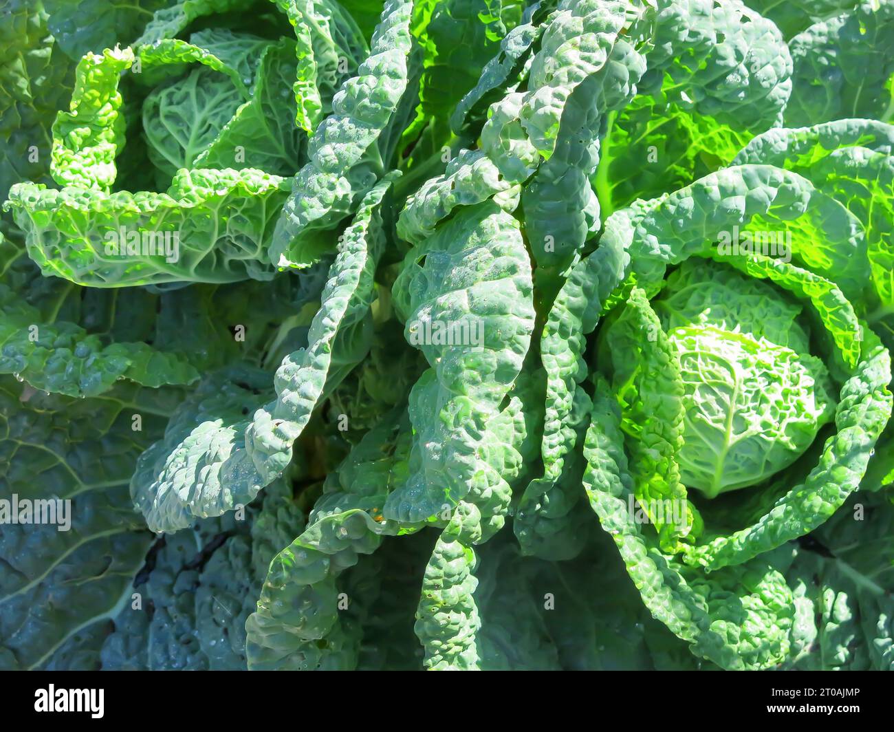 Cabbage - Close Up Stock Photo - Alamy